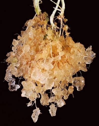 Гидрогель для растений Stockosorb 660 (Германия) 100г - Купити в ...